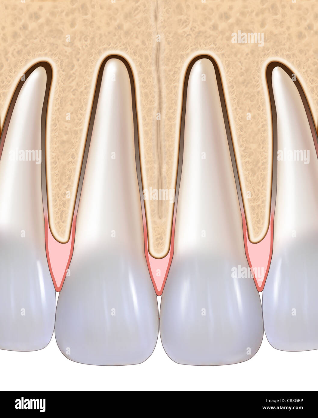 Gingival sulcus hi-res stock photography and images - Alamy