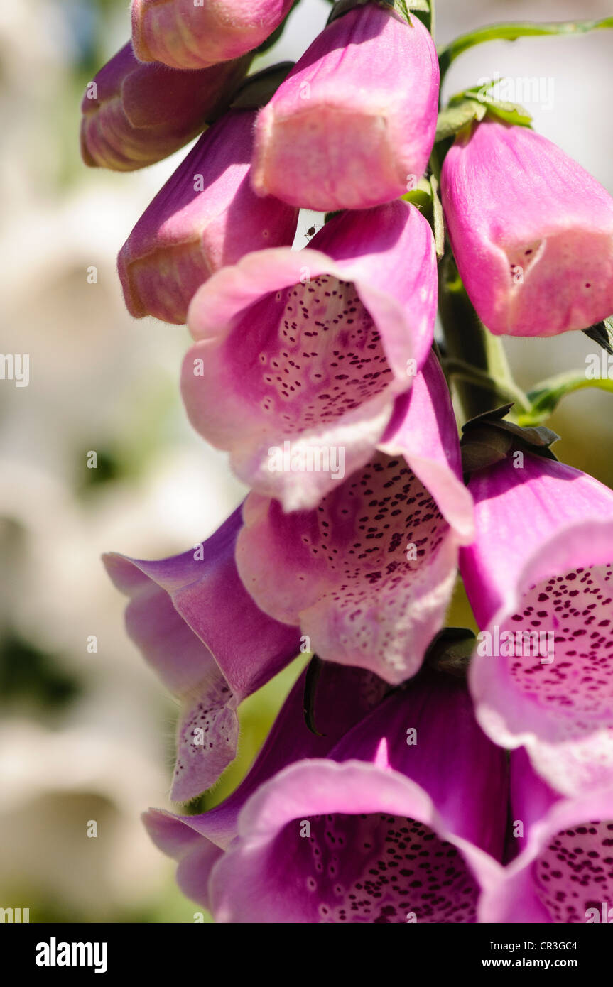 Foxglove plants bed hi-res stock photography and images - Alamy