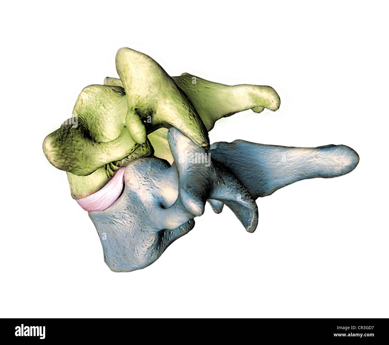 Cervical vertebrae c7 hi-res stock photography and images - Alamy