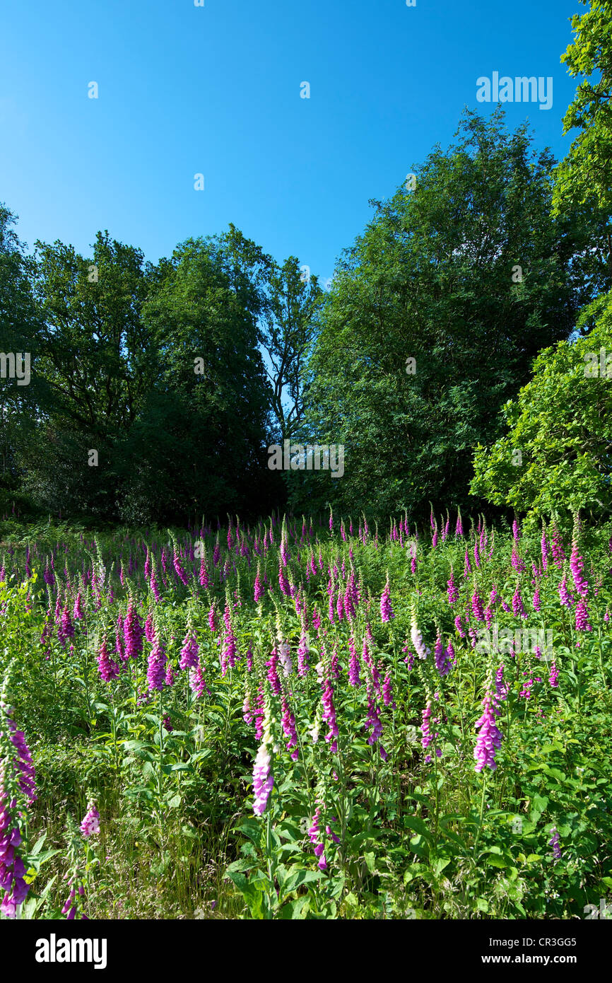 Digitalis flower plant woodland field hi-res stock photography and ...