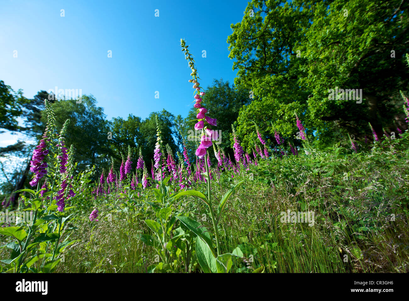 Foxglove Digitalis Purpurea and heather in a wild meadow on Reigate ...