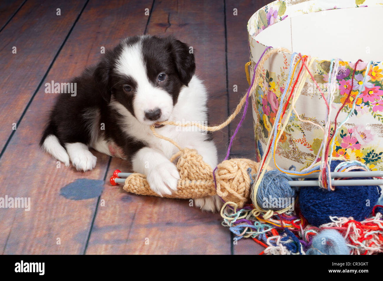 Woold High Resolution Stock Photography and Images - Alamy