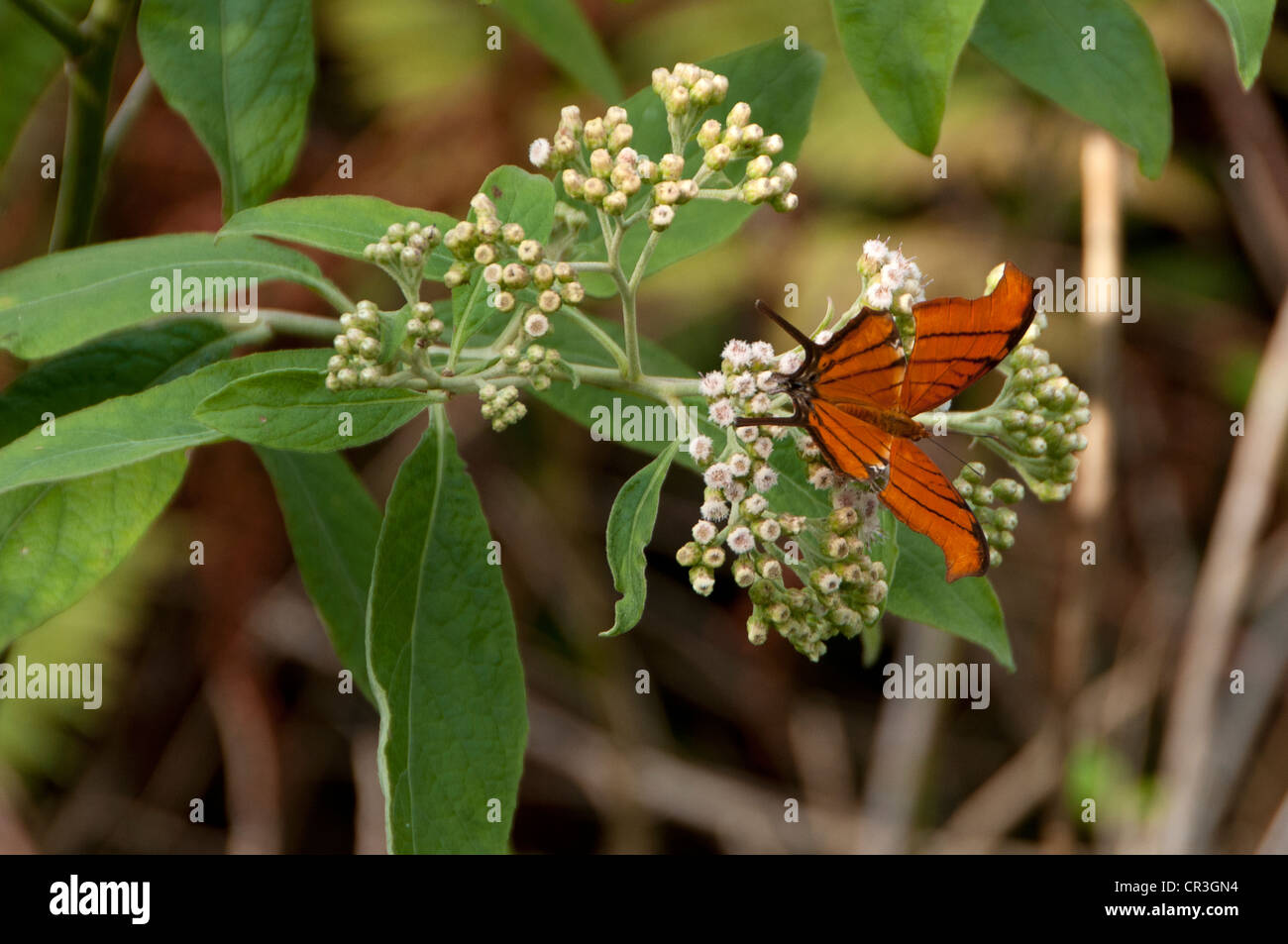 Orange swallowtail butterfly Stock Photo - Alamy