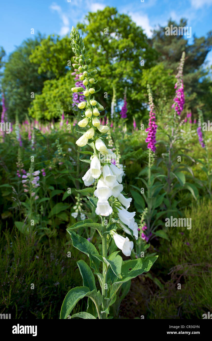 Foxglove Digitalis Purpurea and heather in a wild meadow on Reigate ...
