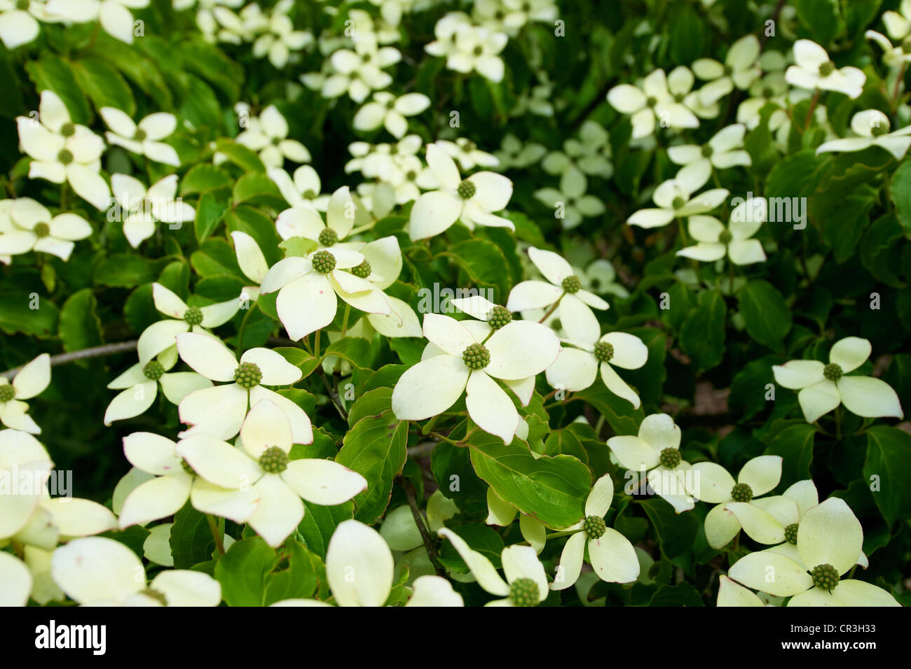 Close-up of yellow/white flowering Cornus Kousa "Koree" in June Stock ...