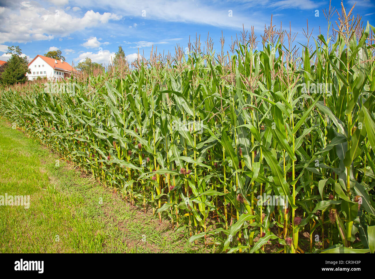 Corn field under blue sky with some fluffy clouds Stock Photo - Alamy