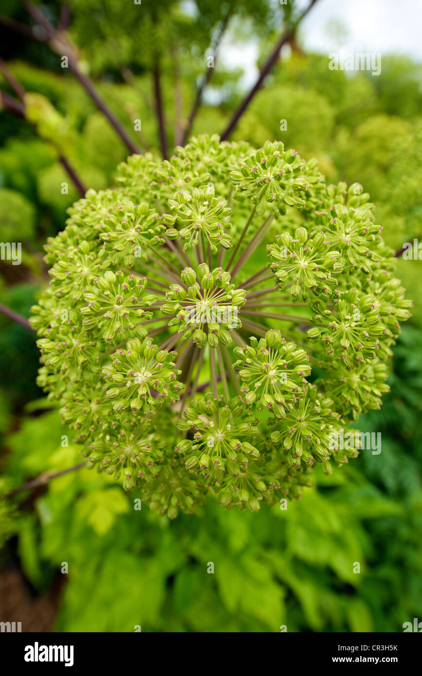 Close-up of green Angelica Sylvestris "Vicar's Mead" flowers in June ...