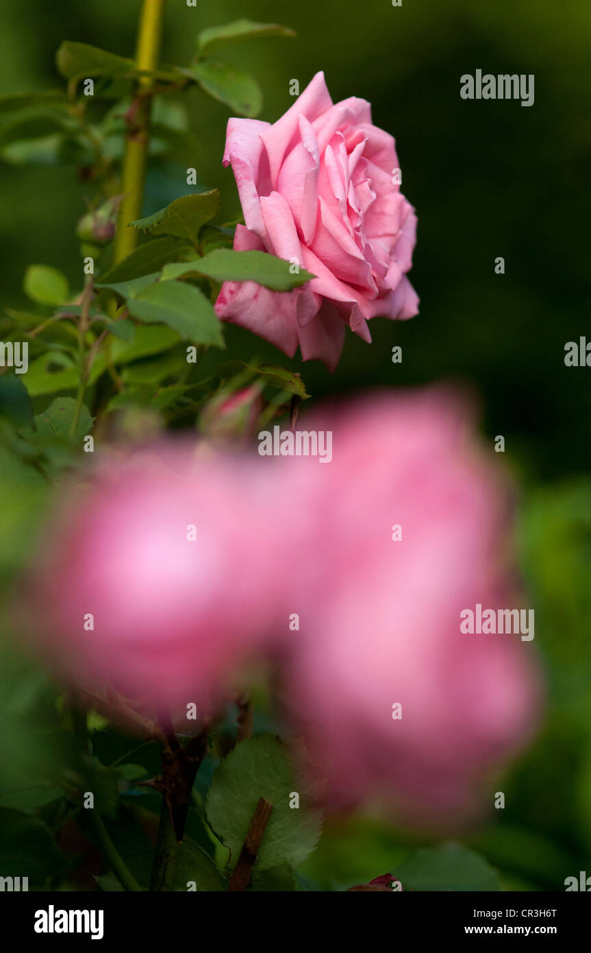 Pink tea roses Stock Photo - Alamy