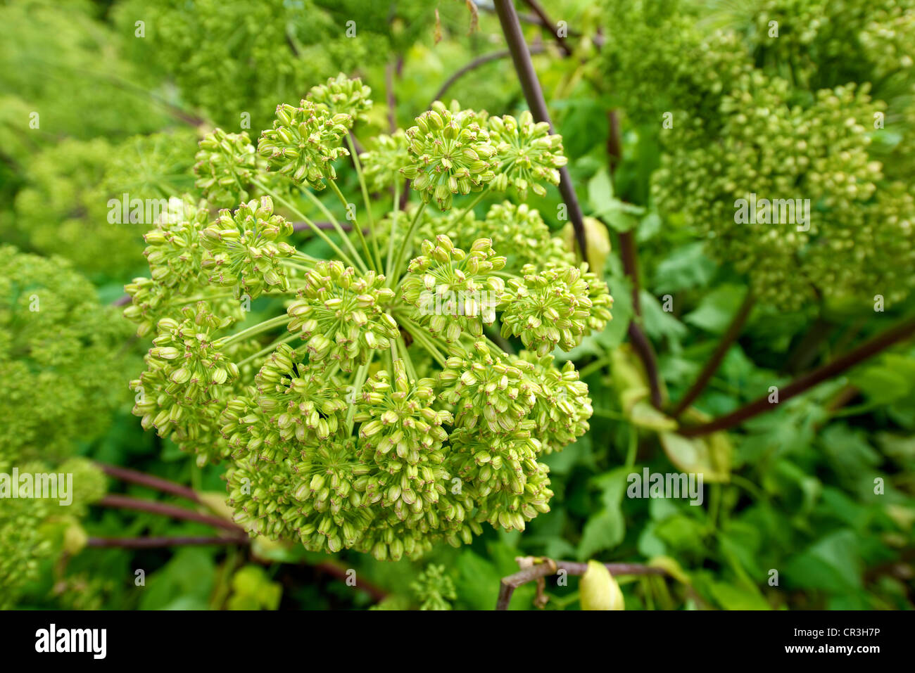 Close-up of green Angelica Sylvestris "Vicar's Mead" flowers in June ...
