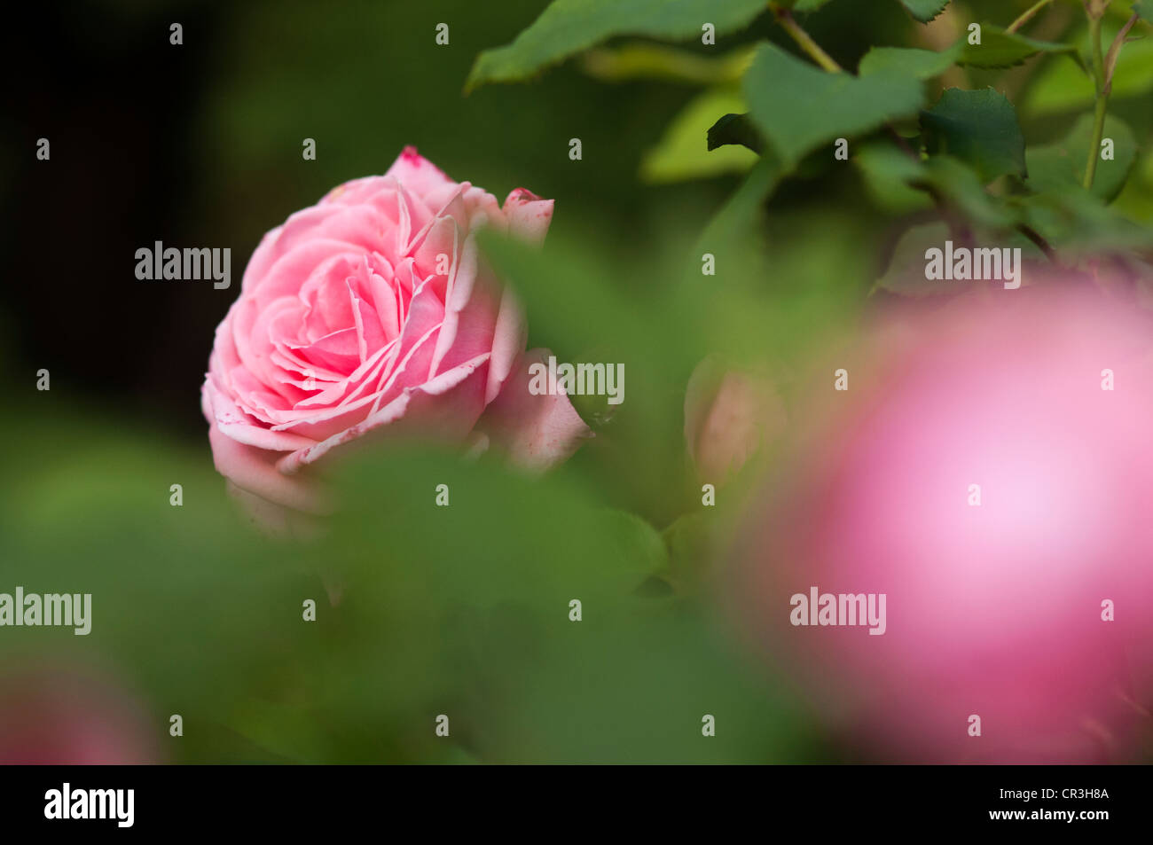 Showy fragrant rose hi-res stock photography and images - Alamy