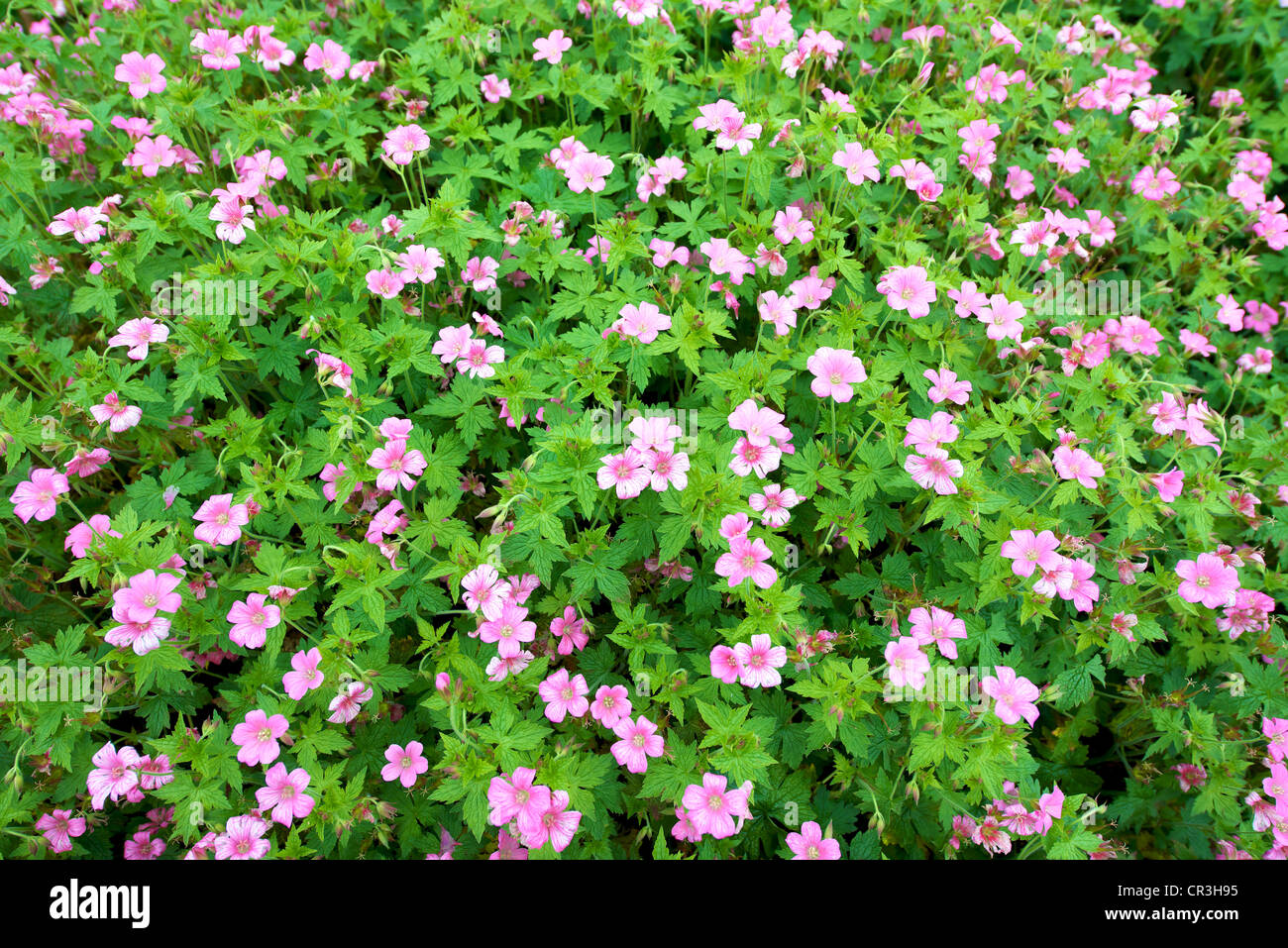 Close-up of Geranium x oxonianum "Wargrave Pink" flowers in June Stock ...