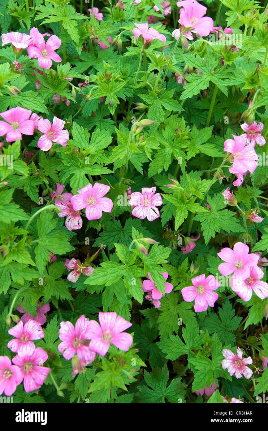 Close-up of Geranium x oxonianum "Wargrave Pink" flowers in June Stock ...