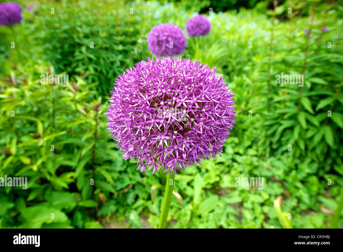 Pinball wizard hi-res stock photography and images - Alamy