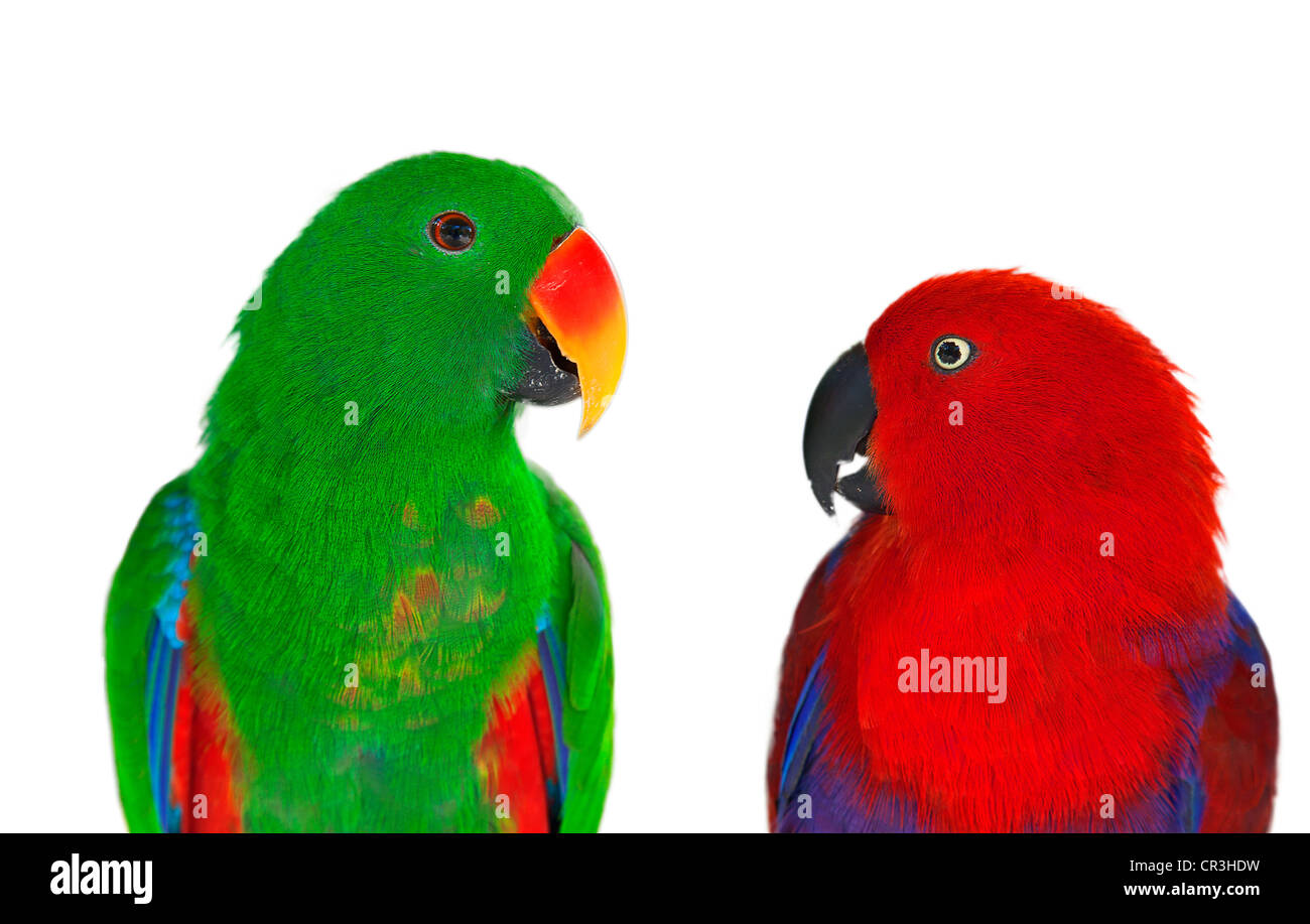 Birds in love: Pair of lori parrots on the tree Stock Photo - Alamy