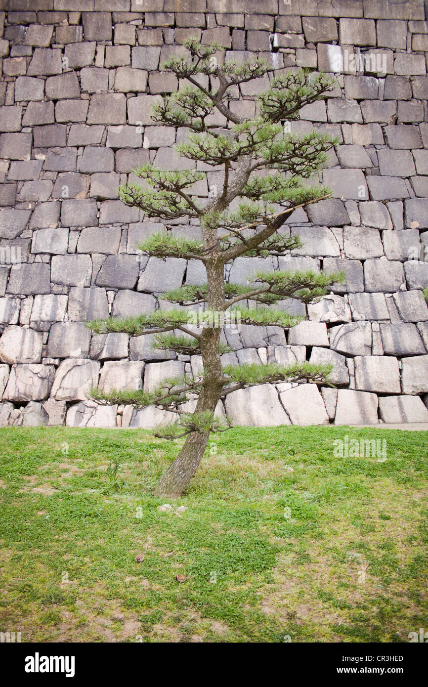A typical Japanese tree outside Osaka castle Stock Photo - Alamy