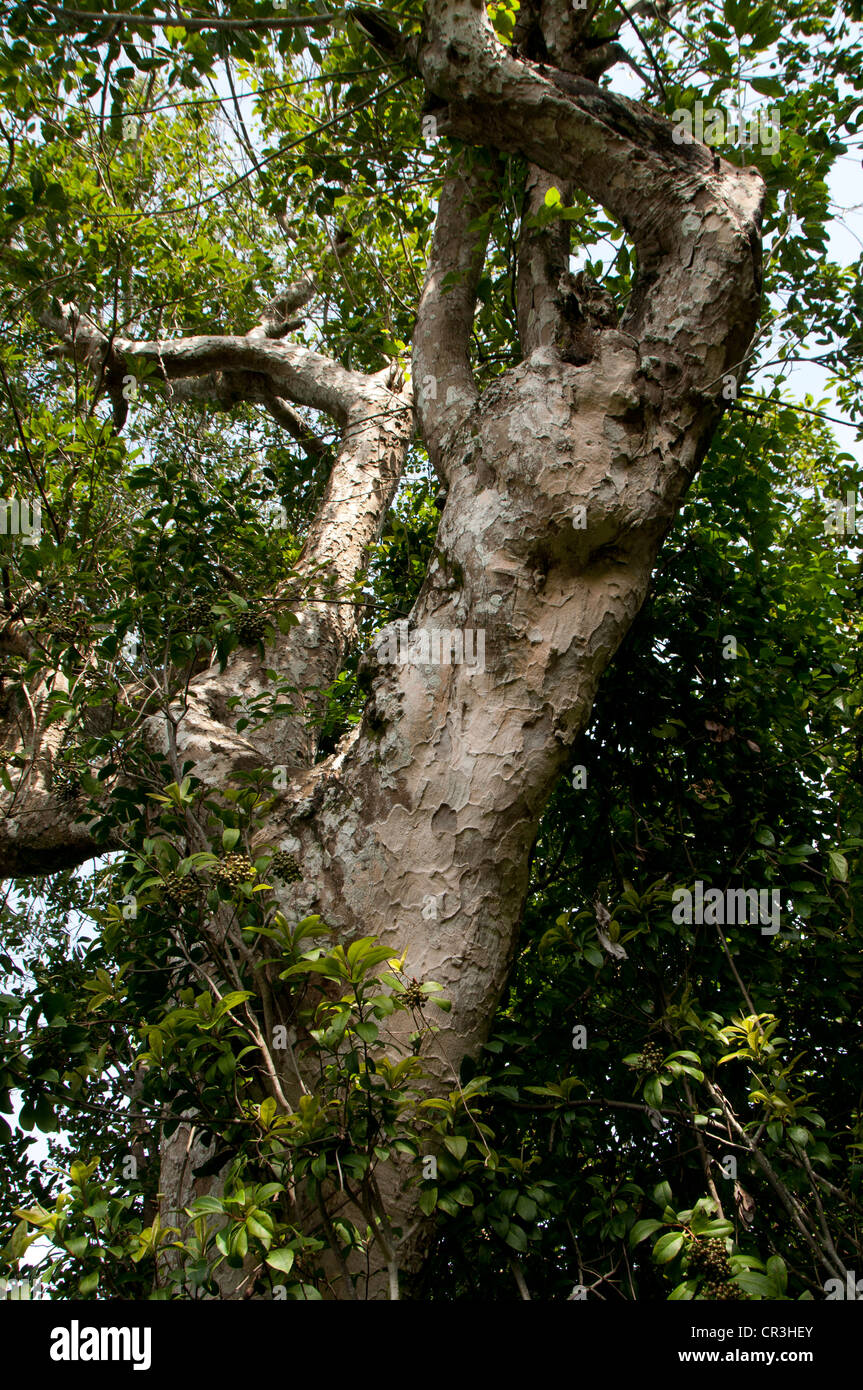 Mangrove forest in Florida Stock Photo - Alamy