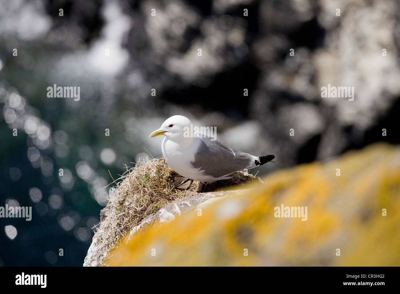 Kittiwake britain hi-res stock photography and images - Alamy