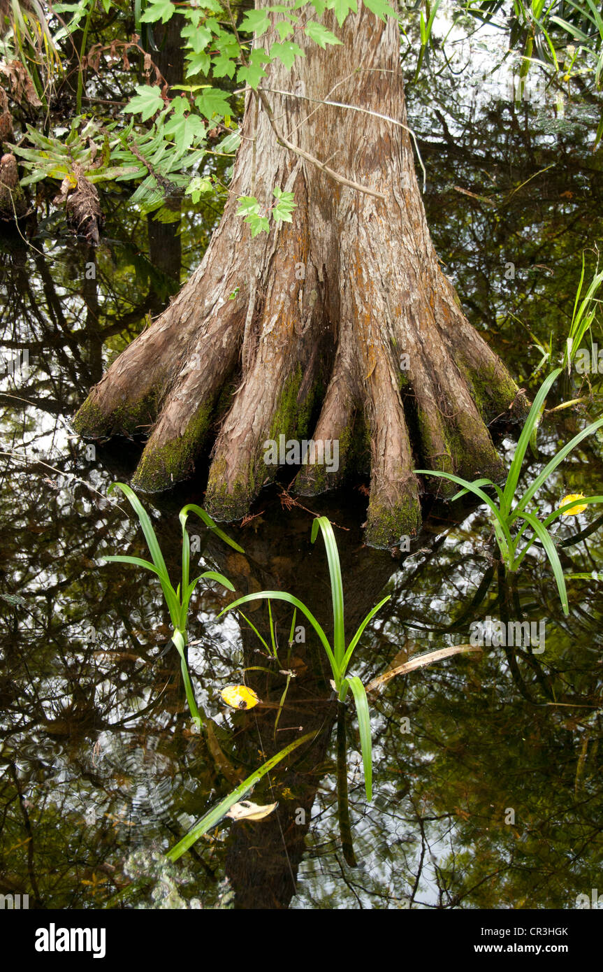 Mangrove forest in Florida Stock Photo - Alamy