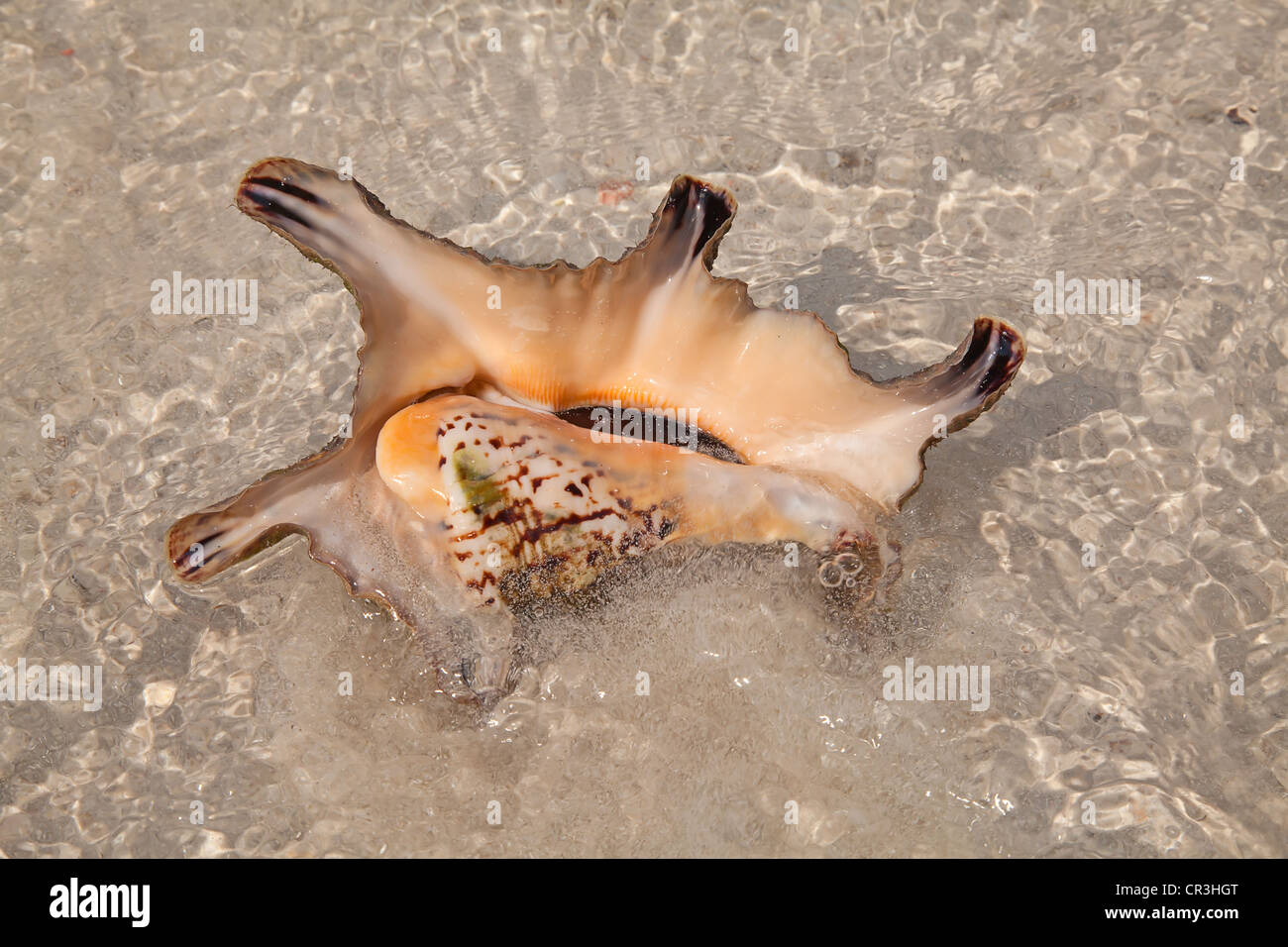 Sea shell on the shore Stock Photo - Alamy