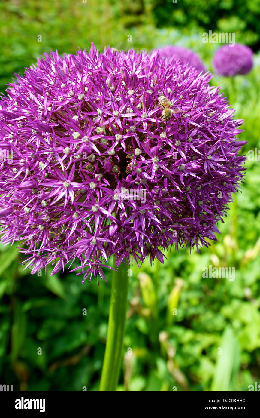Close-up of mauve Allium "Pinball Wizard" flowers in June Stock Photo ...