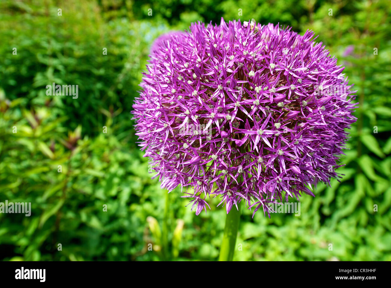 Pinball wizard hi-res stock photography and images - Alamy