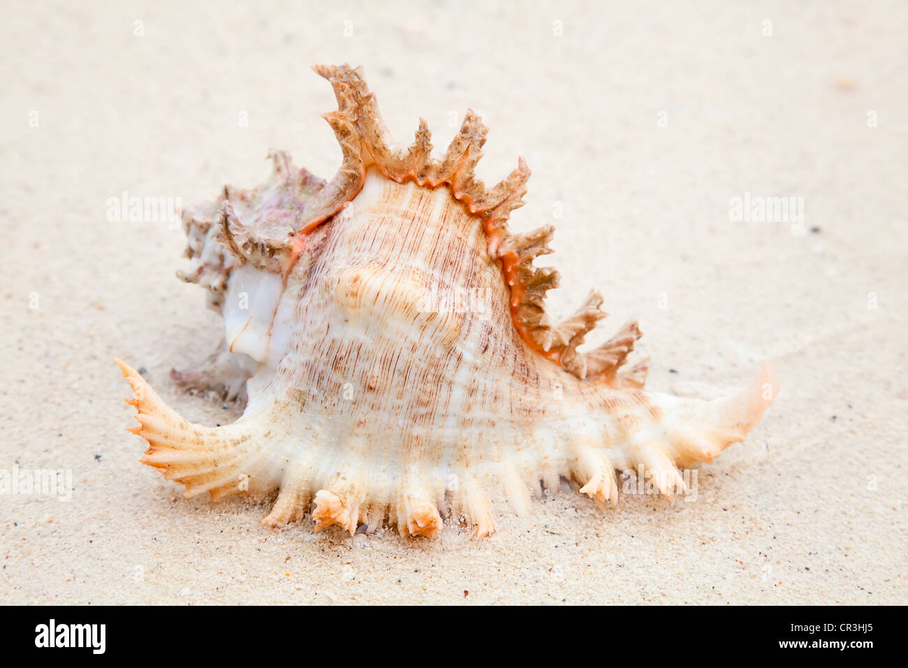 Sea shell on the shore Stock Photo - Alamy