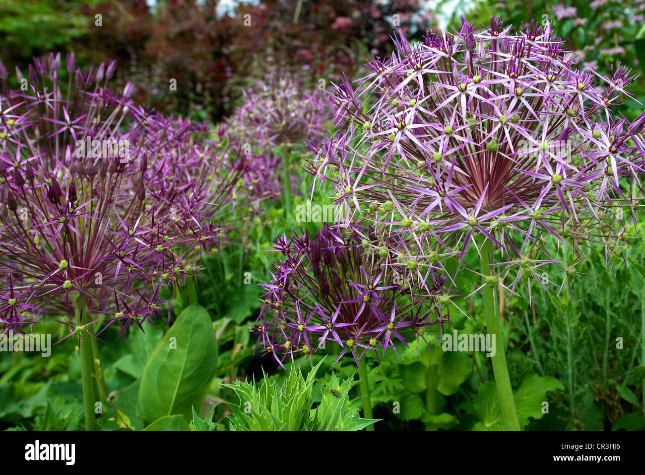 Close up of mauve Allium Christophii flowers in June Stock Photo - Alamy