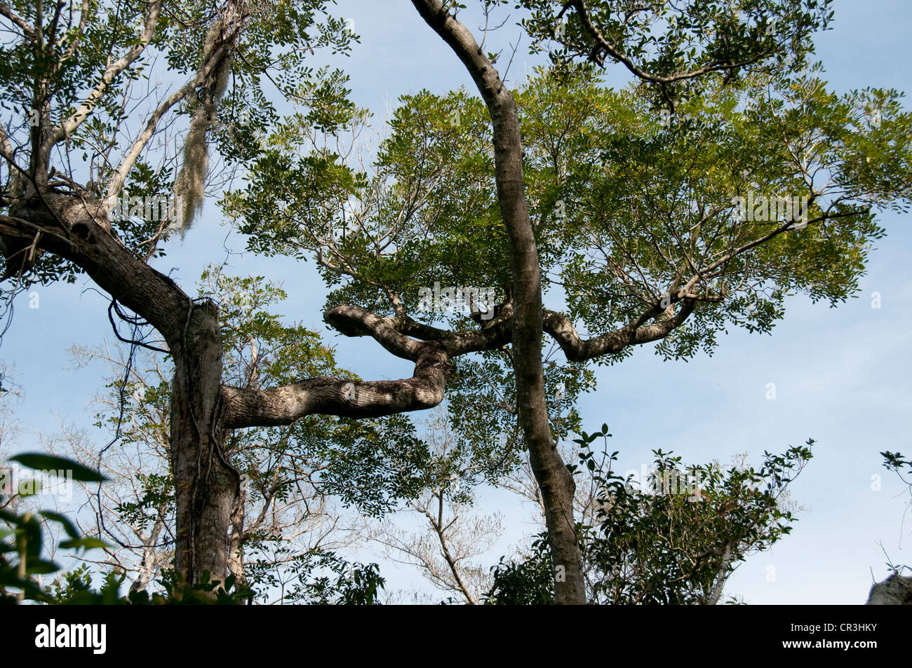 Mangrove forest in Florida Stock Photo - Alamy