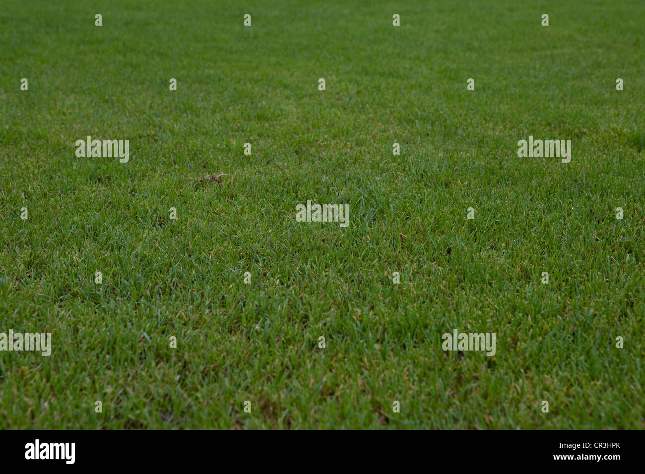 Sport grounds concept - Football/soccer pitch (color toned image Stock ...