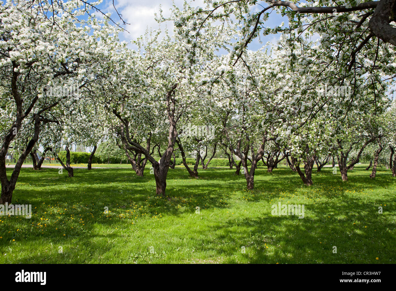 Blossoming appletree with fresh green grass in may Stock Photo - Alamy