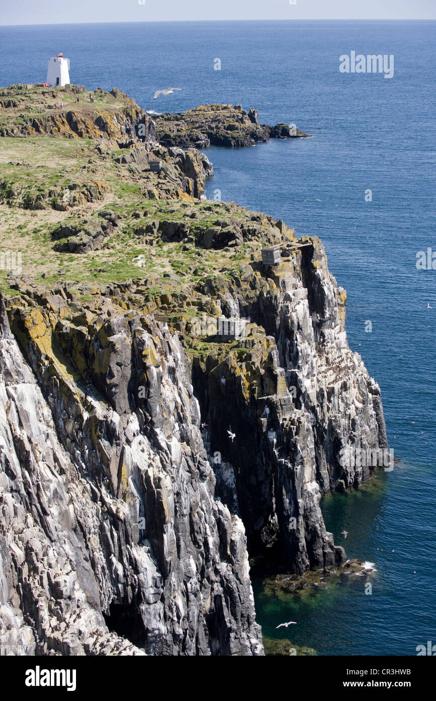 Cliffs on the Isle of May, Scotland Stock Photo - Alamy
