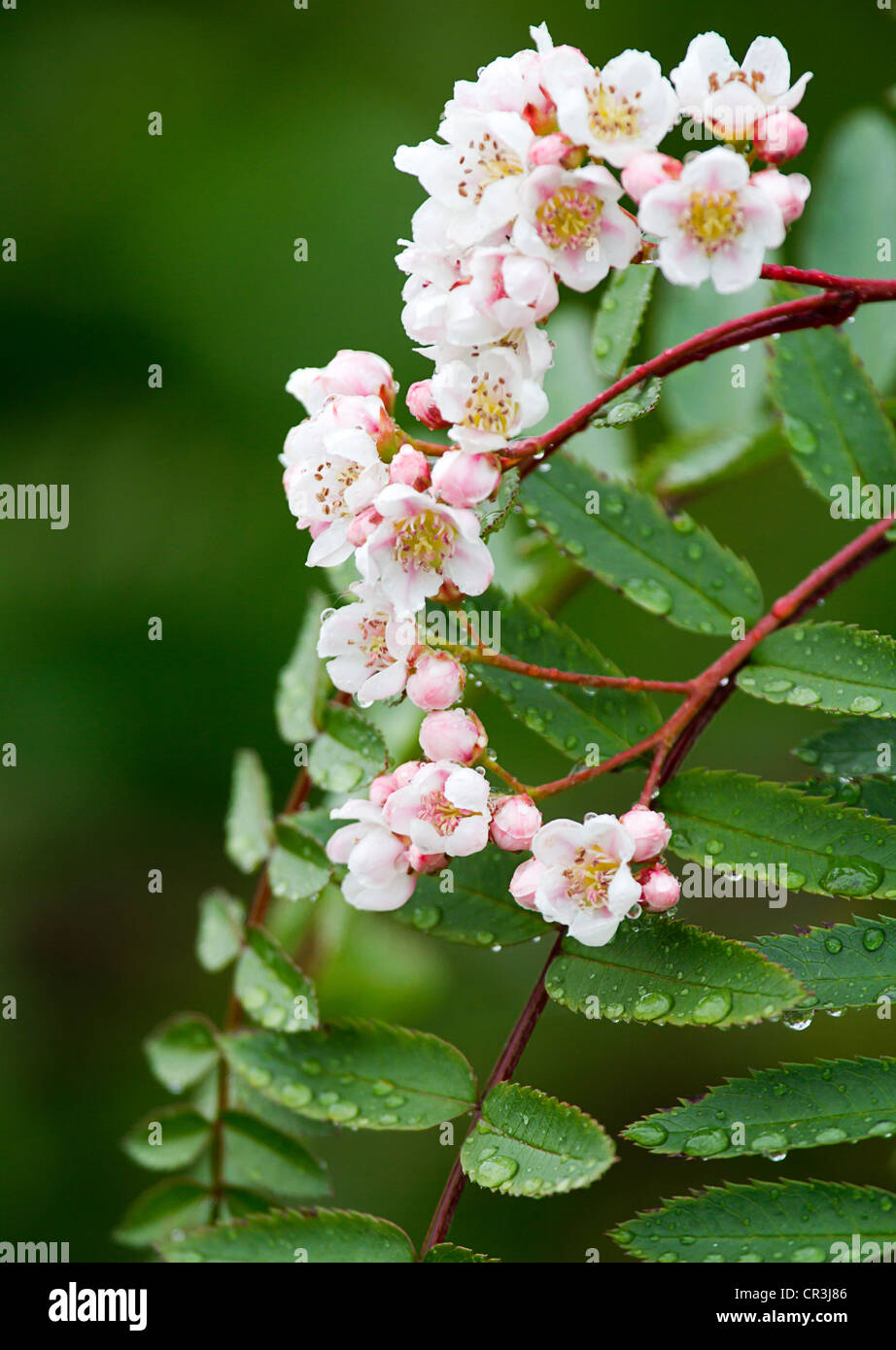 Flowers of the Kashmir mountain ash or rowan (Sorbus cashmiriana ...