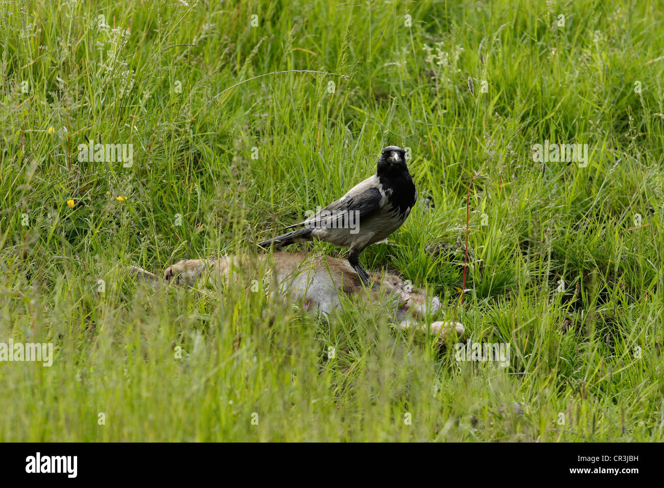 Hooded crow scavenging a Buzzards kill Stock Photo - Alamy