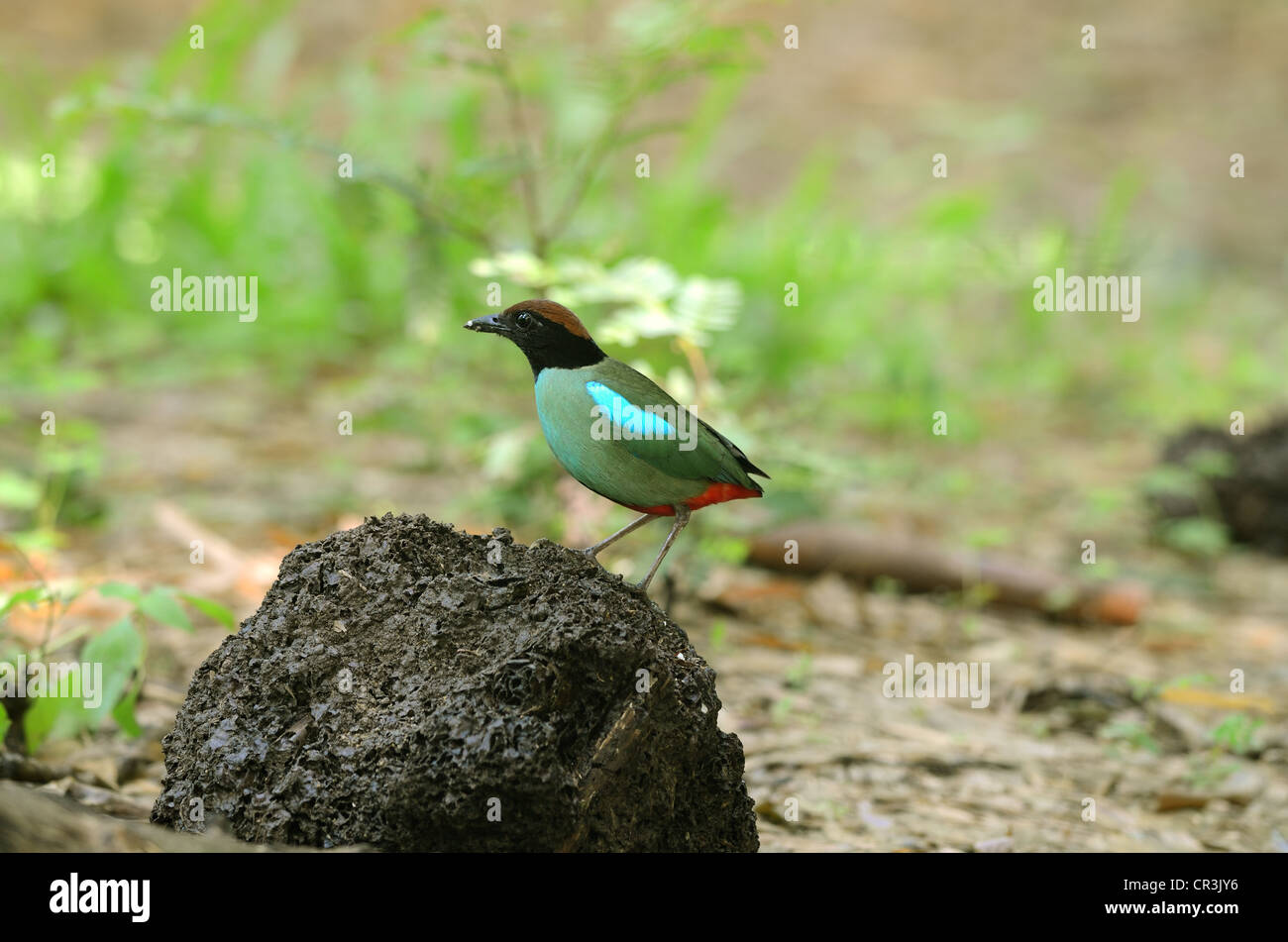 beautiful hooded pitta eating termite Stock Photo - Alamy