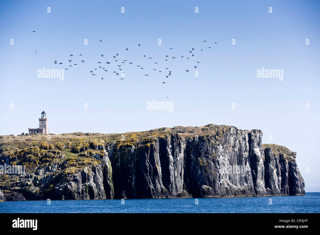 The Isle of May, Scotland Stock Photo - Alamy