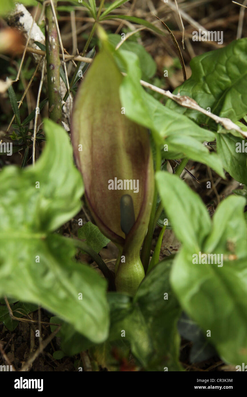 Lords and Ladies, Cuckoo Pint, Wild Arum Arum maculatum Stock Photo - Alamy