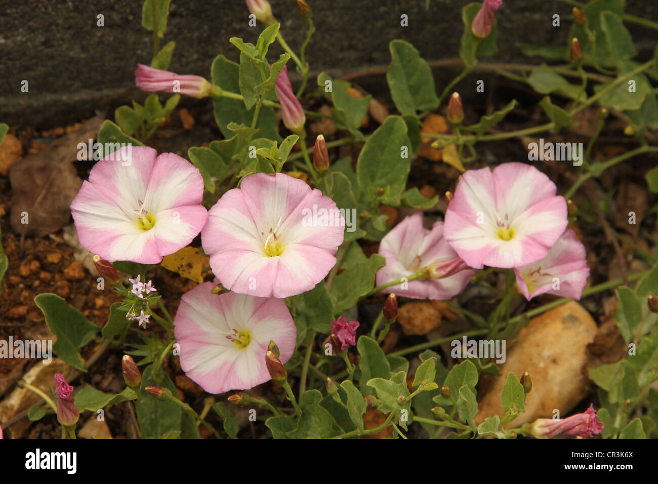 Common bindweed hi-res stock photography and images - Alamy
