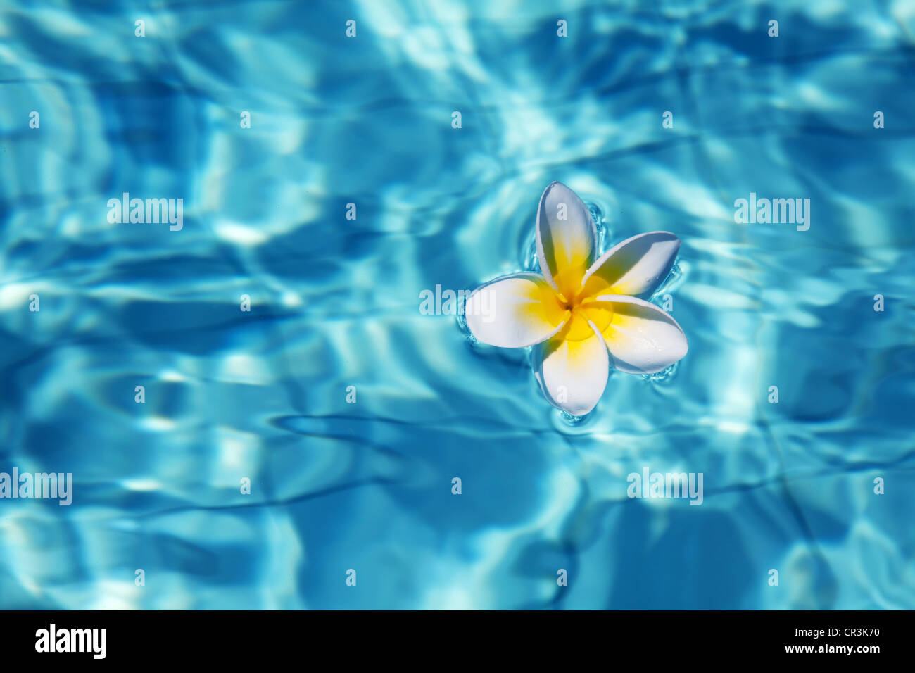 Tropical frangipani flower floating in blue water Stock Photo - Alamy