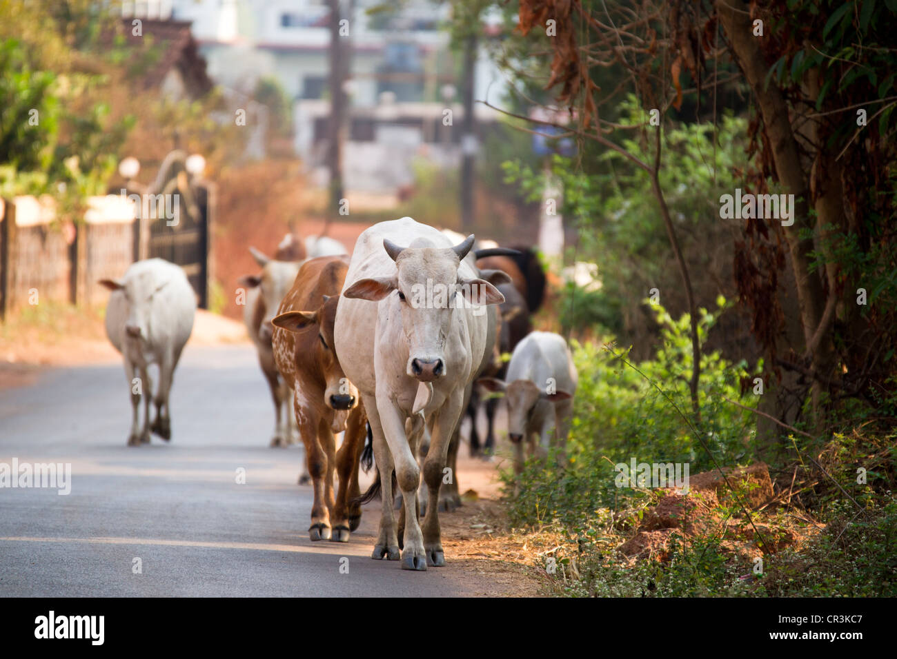 Feral cows in goa hi-res stock photography and images - Alamy