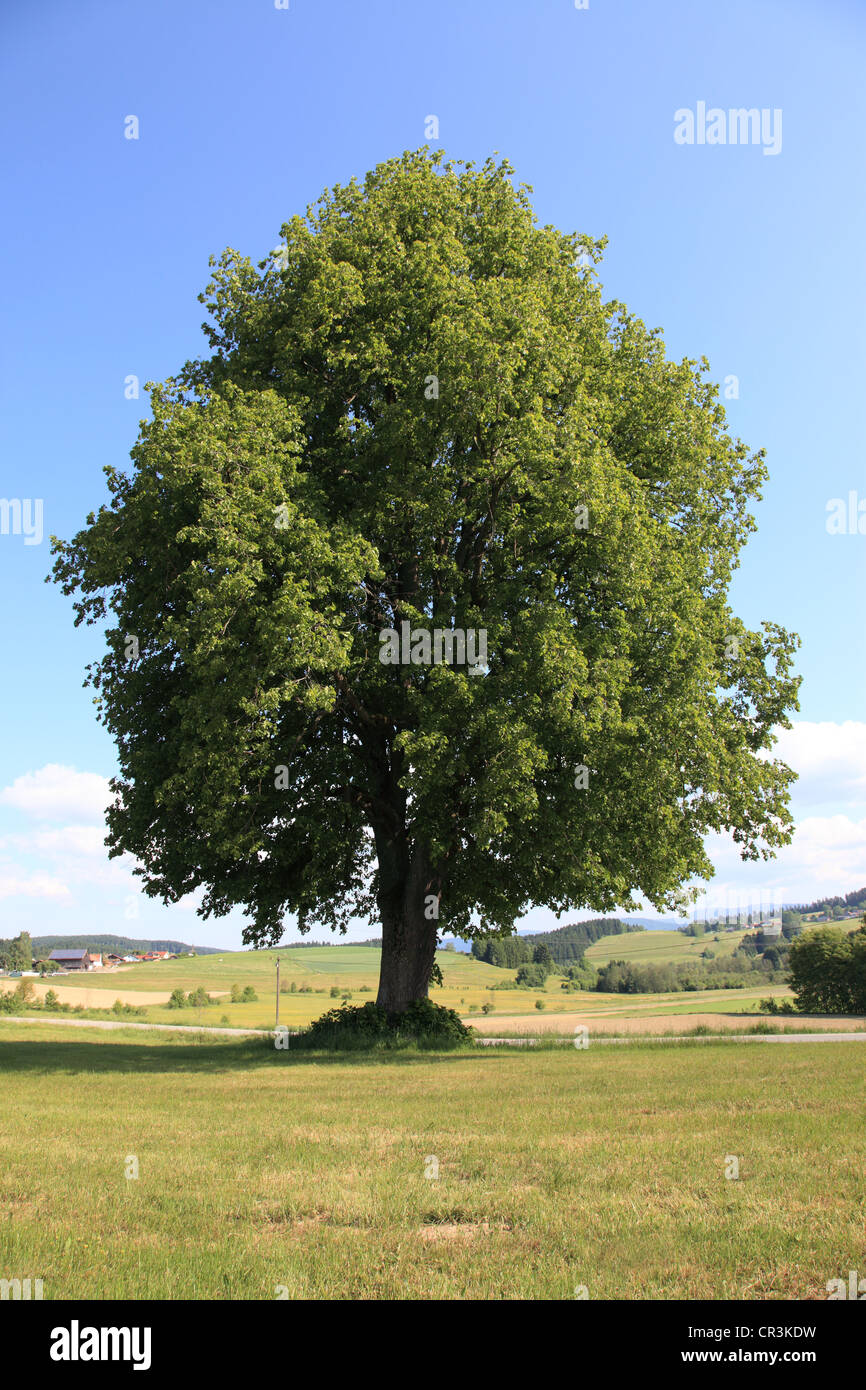 old single Limetree, also Linden Tree (lat.: Tilia). Photo by Willy ...