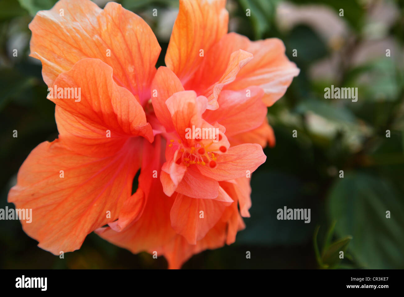 Tropical Hibiscus Flower Stock Photo - Alamy