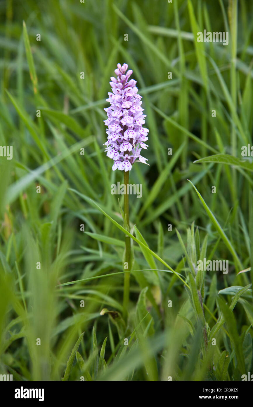 English wild orchid hi-res stock photography and images - Alamy