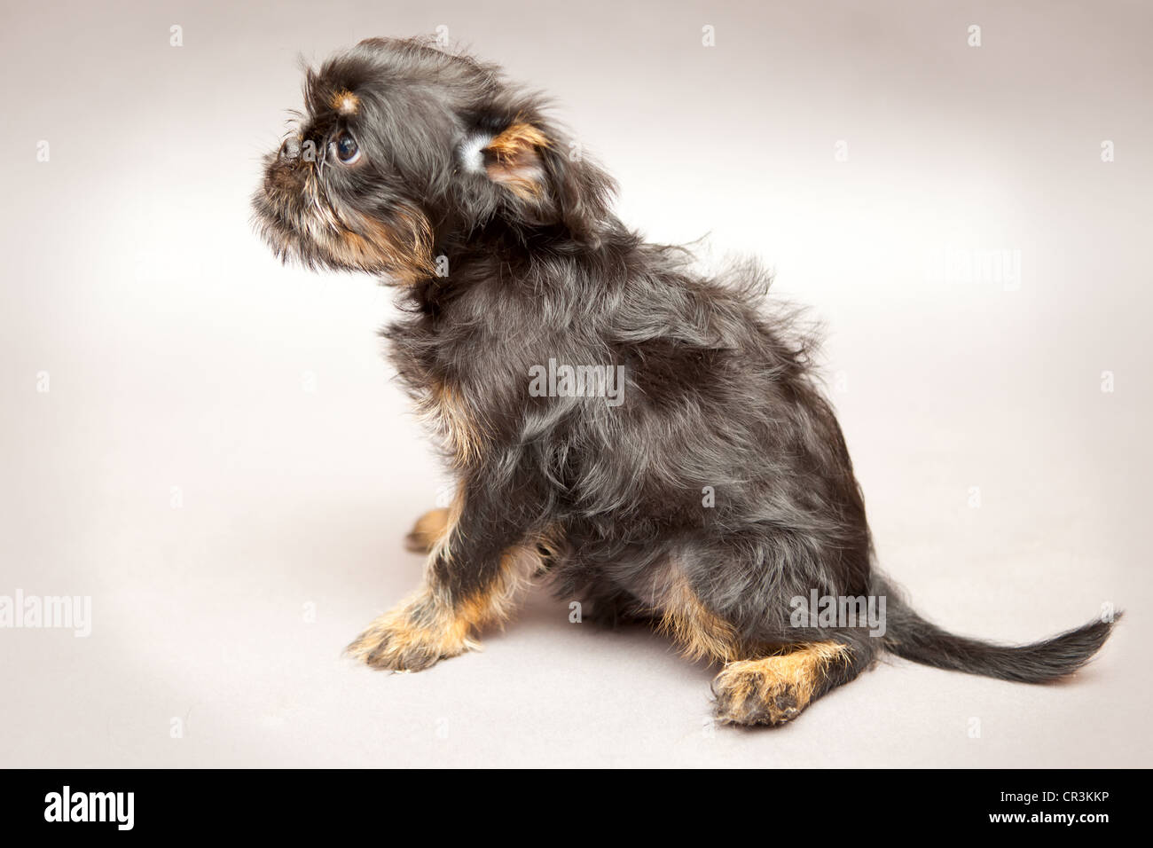 Portrait Little puppy of breed Brussels Griffin. Side view Stock Photo ...