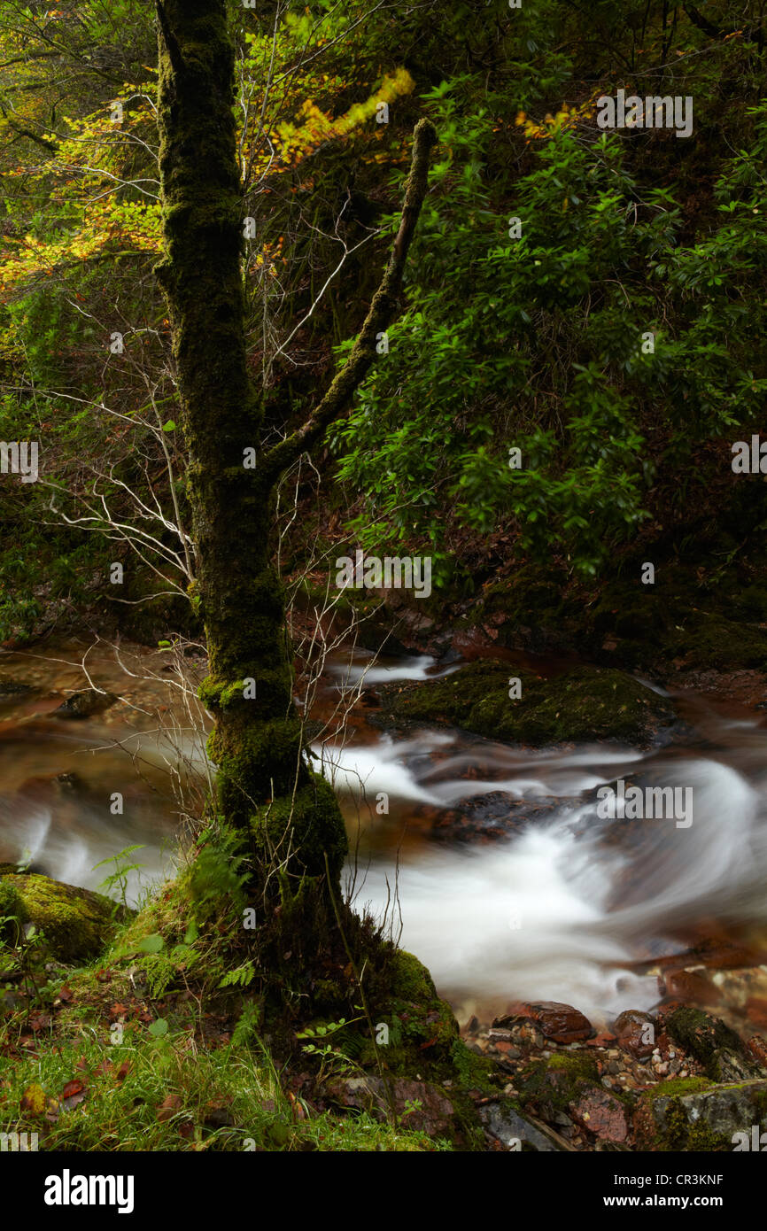 Woodland Study High Resolution Stock Photography and Images - Alamy