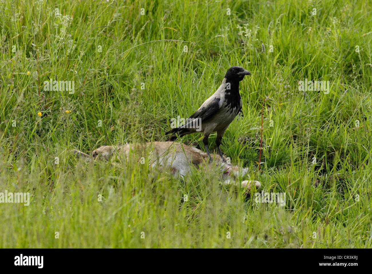 Hare and crow hi-res stock photography and images - Alamy