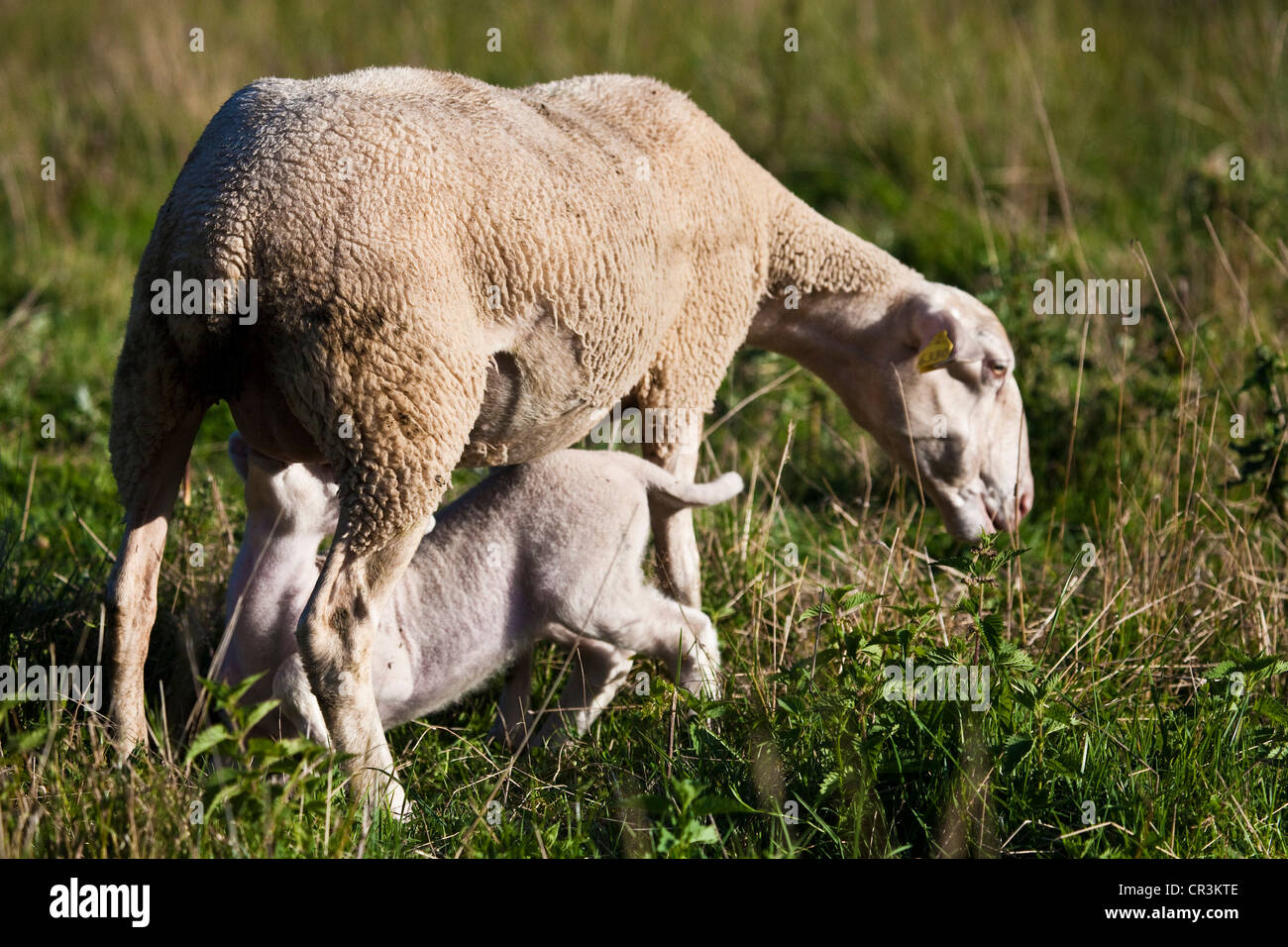 France, Puy de Dome, Saint Georges de Mons, hameau La Bussiere, ewe ...