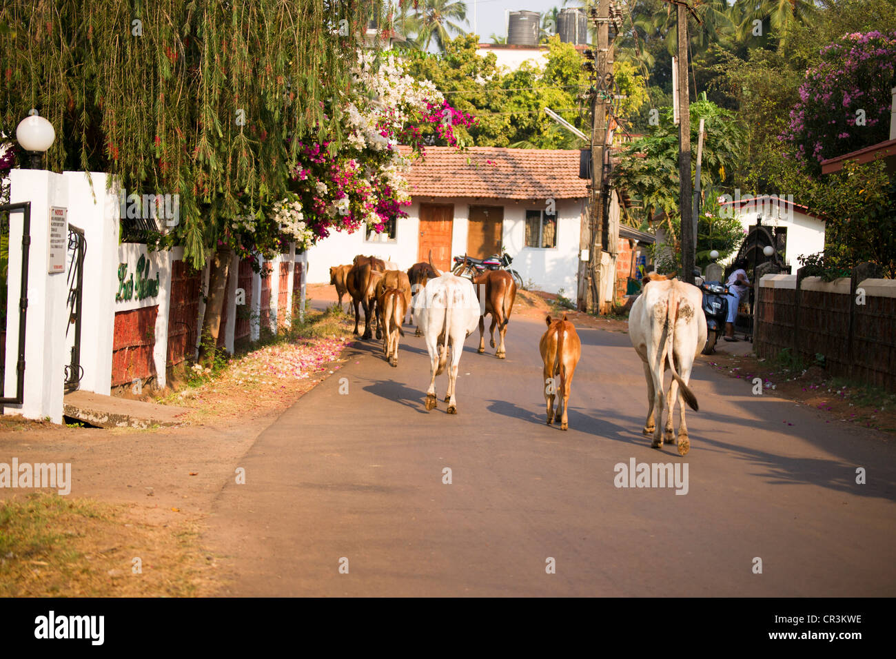 A herd of feral cows walking through Arpora in Goa Stock Photo - Alamy