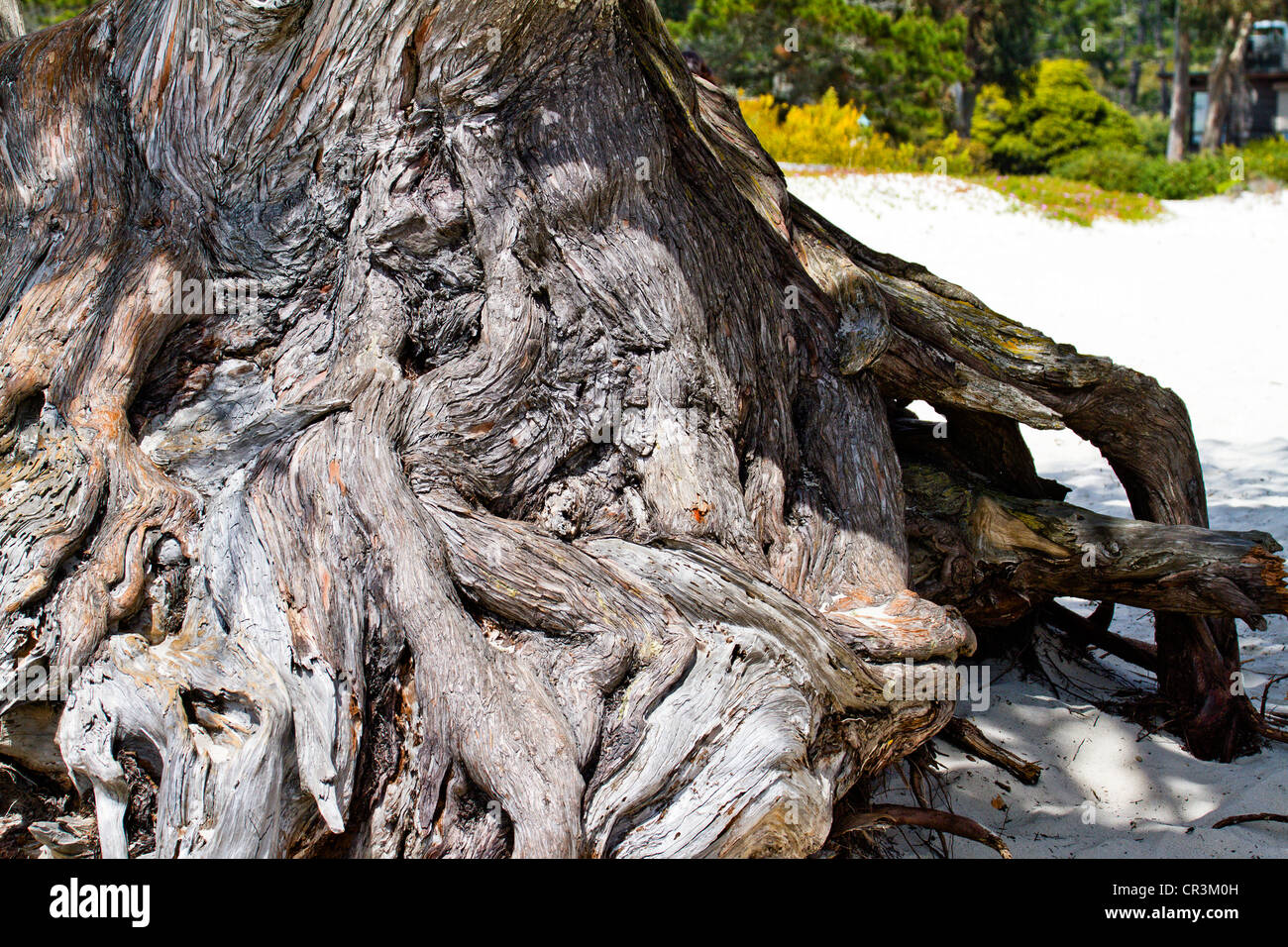 Twisted tree trunk hi-res stock photography and images - Alamy