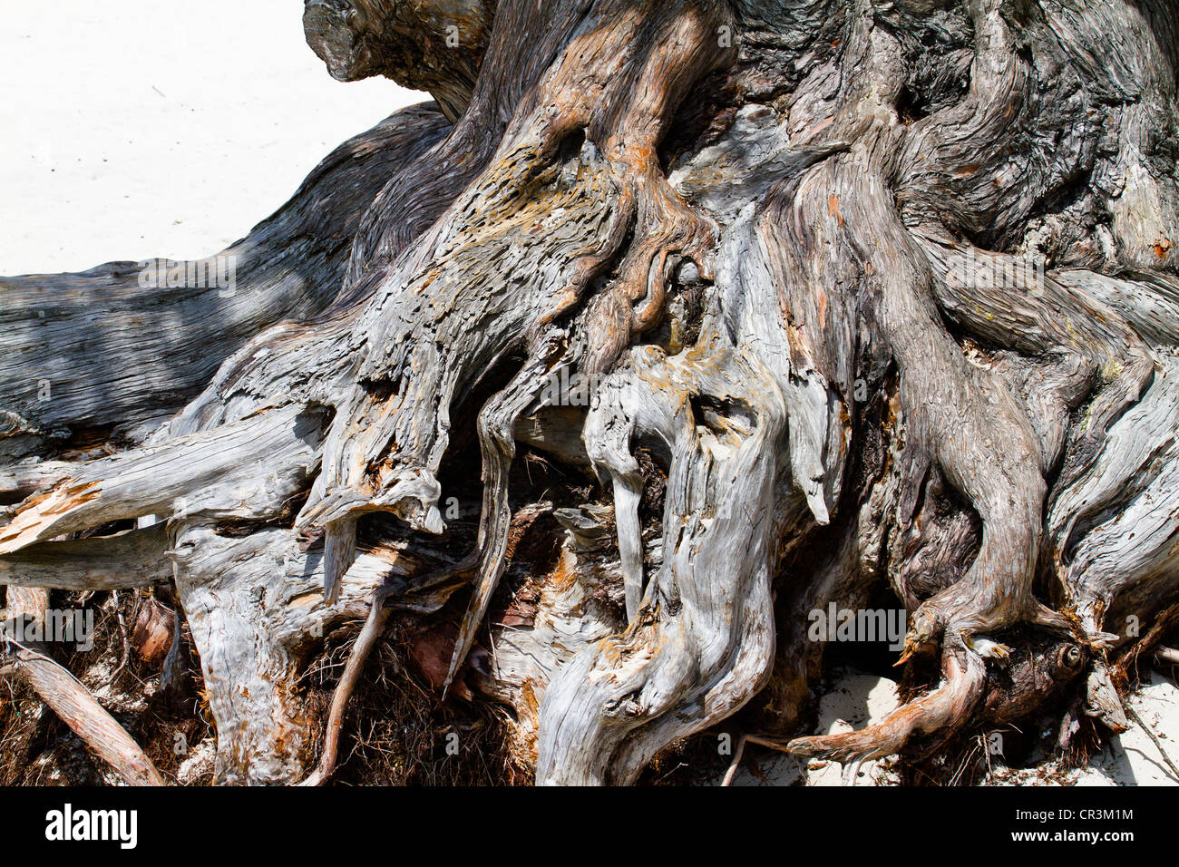Gnarled tree trunk in Carmel California Stock Photo - Alamy