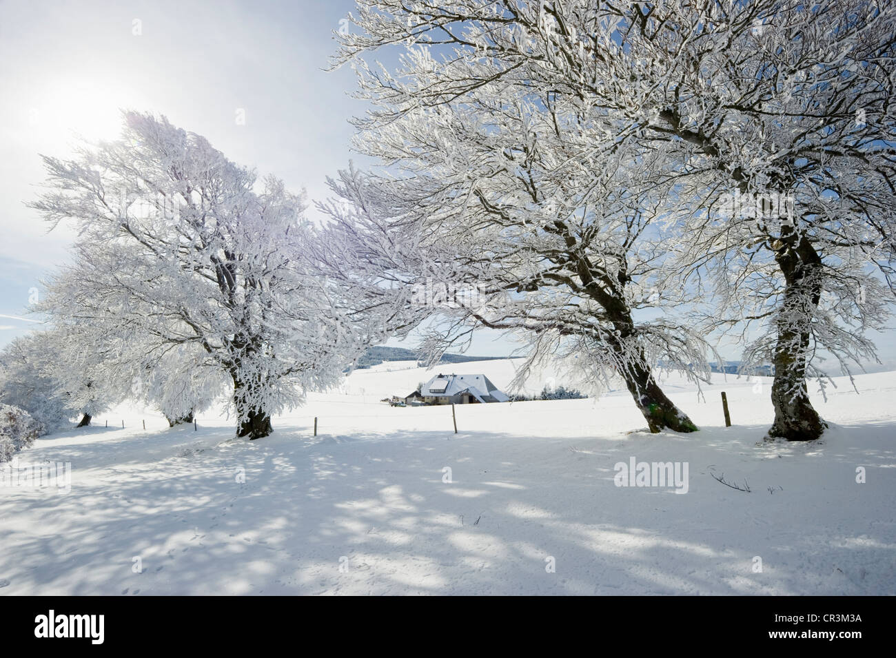 Snow-covered beech trees on Mt Schauinsland, Freiburg im Breisgau ...